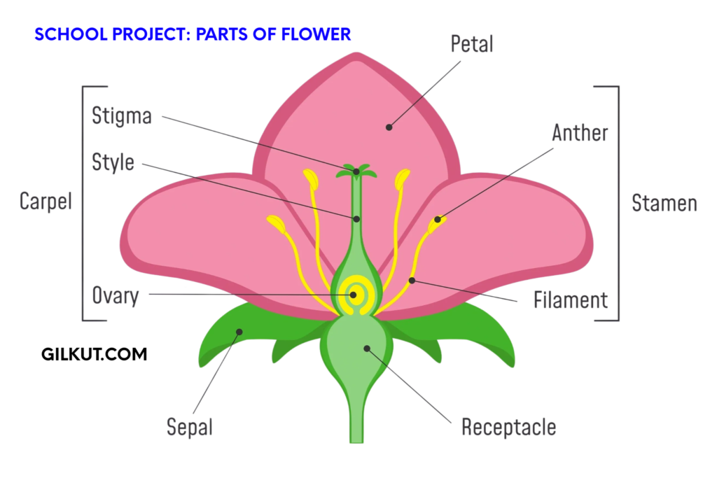 Level-1 School Project: Parts of a Flower (labeled) and Their Functions ...